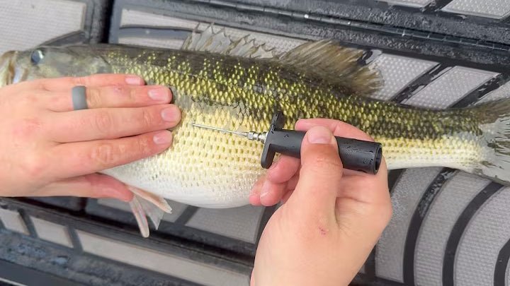 How to Fizz a Fish: Essential for Deep Water Fishing and Fish Health ...