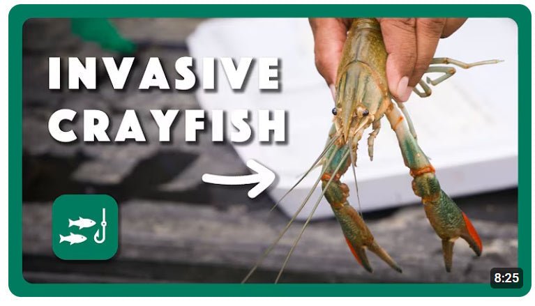 Texas Faces a New Invasive Threat: The Australian Redclaw Crayfish ...